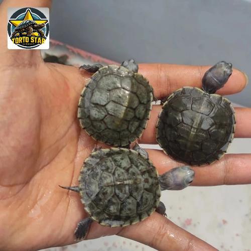 Jual KURA AIR RES CHARCOAL, KURA CHARCOAL TURTLE - 5-6CM - Kota Depok ...