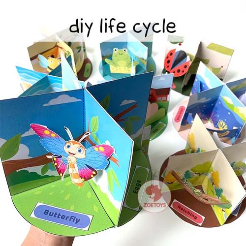 Jual Zoetoys DIY Life Cycle | Belajar Siklus Hidup Hewan | Art and ...