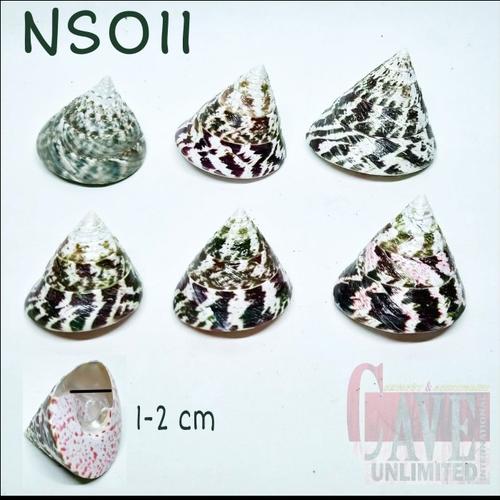 Promo NS011 SHELL CANGKANG RUMAH KELOMANG KEONG KUMANG UMANG NATURAL ...