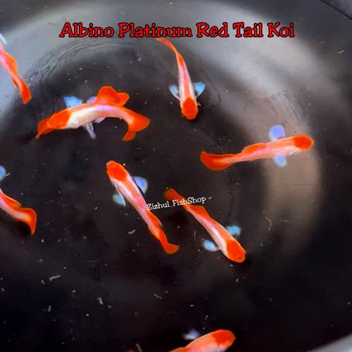 Jual Ikan Hias Guppy Albino PRT Koi (Albino Platinum Red Tail Koi) - Sepasang - Kab. Pati ...