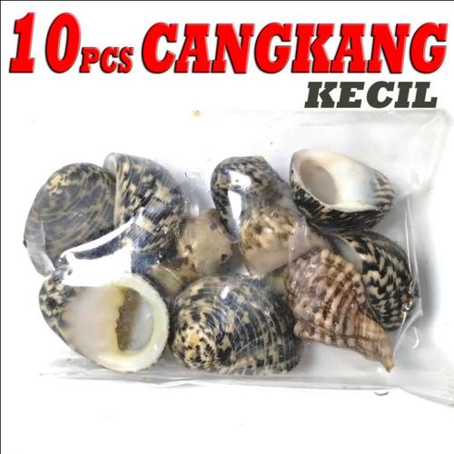 Promo cangkang kosong shell kelomang umang keong hermit crab kecil ...