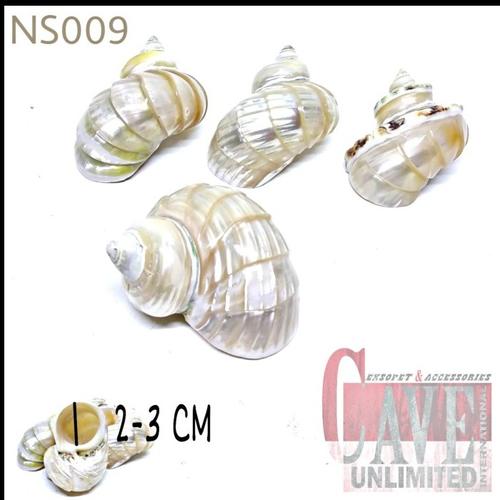 Promo NS009 SHELL CANGKANG RUMAH KELOMANG KEONG KUMANG UMANG NATURAL ...