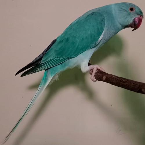 Jual Indian ring neck Blue CT Clear Tail - Jakarta Timur - hobi burung ...