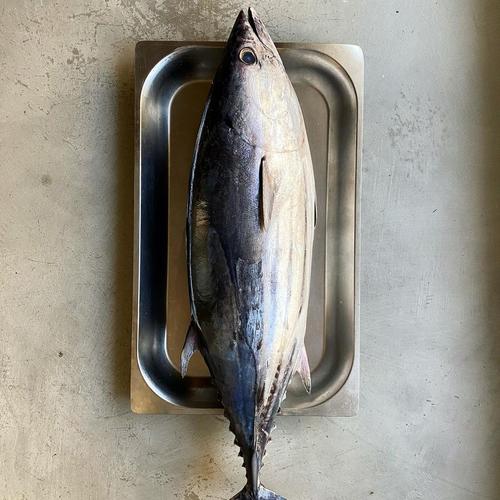 Jual Ikan Tuna Segar 1 Kg | Baby Tuna Fresh Frozen - Potong Fillet ...