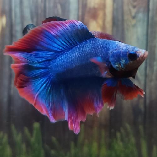 Jual ikan cupang halfmoon double tail maskot male - Kab. Bogor ...
