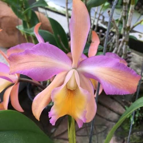 Jual Anggrek Cattleya Rth Mikawa Crystal Rainbow Bridge - Kota ...