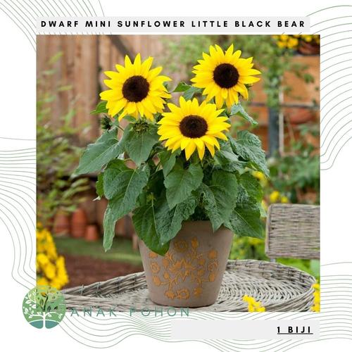 Jual Benih Bibit Biji - Dwarf Mini Sunflower Little Black Bear Bunga ...