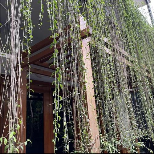 Jual Batang Lee Kuan Yew/Li kuan Yew sdh keluar akar 1.5m - Jakarta Selatan - Roemahkoe ...