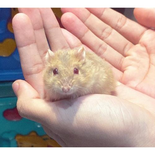 Jual Hamster Red Eye Winter White Blue Argente Hemster Mata Merah ...