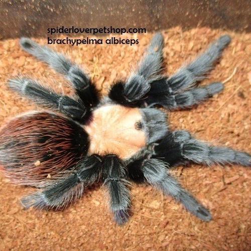 Jual BRACHYPELMA ALBICEPS JUVIE TARANTULA - Kota Bandung - spider lover ...