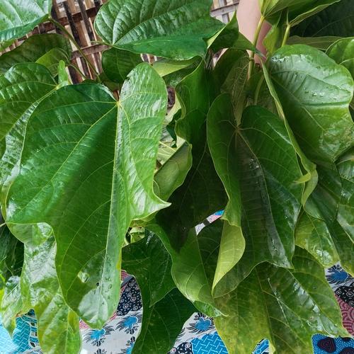 Jual Jual daun pangi baru petik 1 kg wilayah manado dan sekitarnya ...