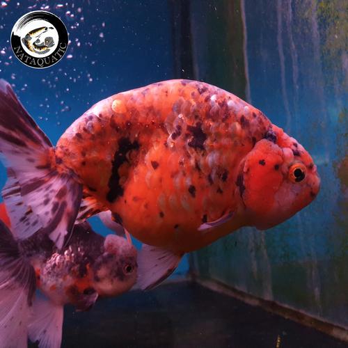 Jual ikan koki rancu jumbo - Kota Bandung - nataquatic_ | Tokopedia