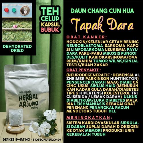 Jual Dehydrated Dried Teh Daun Tapak Dara Obat Kanker Hodgkin Getah ...