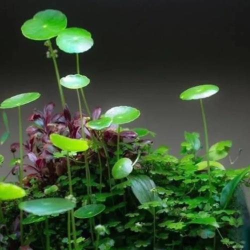 Jual Hydrocotyle Umbellata / Verticillata Pennywort /Tanaman Aquascape ...