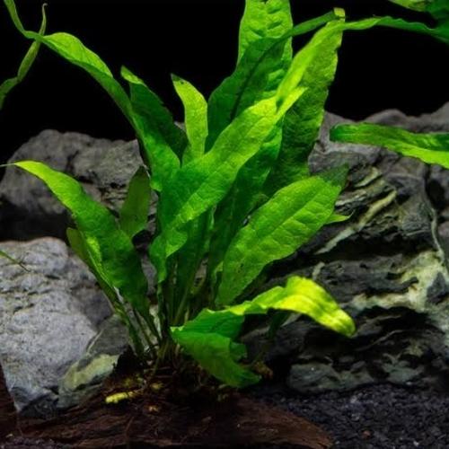 Jual kadaka Java Fern full air tanaman aquascape Microsorum pteropus ...