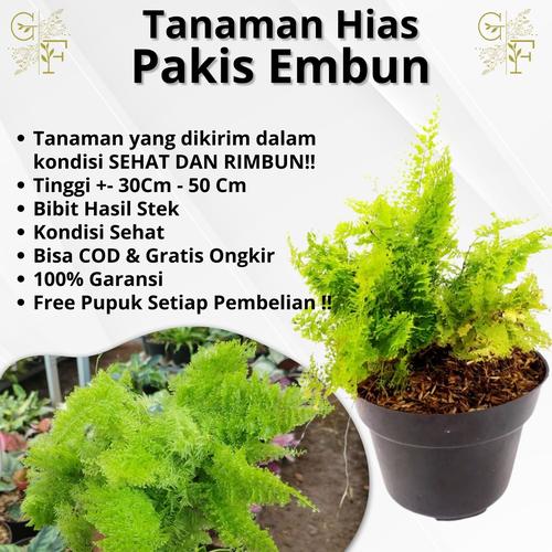 Jual Tanaman Hias PAKIS EMBUN Rimbun Tanaman Koleksi Pembersih Udara ...
