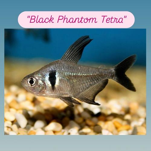 Jual Black Phantom Tetra / ikan hias black phantom tetra - Kota ...