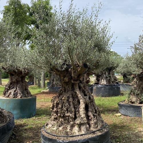 Jual Pohon Olive / Zaitun Fosil (Olive Tree) - Jakarta Barat - little ...