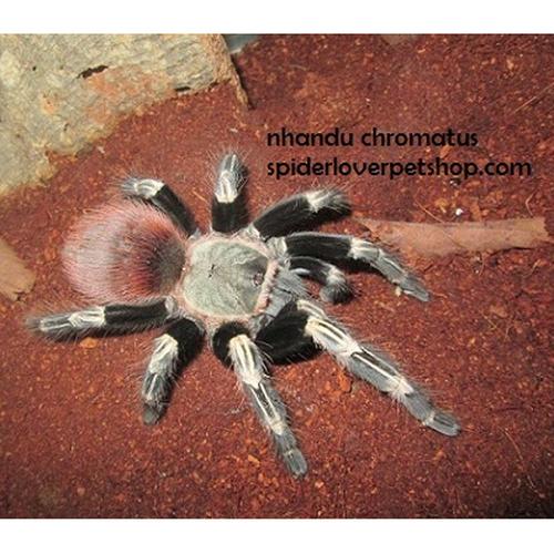 Jual NHANDU CHROMATUS FEMALE JUVENILLE TARANTULA - Kota Bandung ...