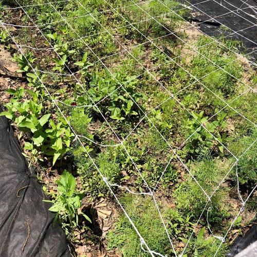 Jual new 5m 10m 20m Alat Rambatan Tanaman Jaring Pertanian Jaring ...