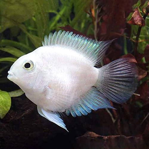 Jual BLUE POLAR PLATINUM / SNOW WHITE PARROT CONVICT - Kota Tangerang ...