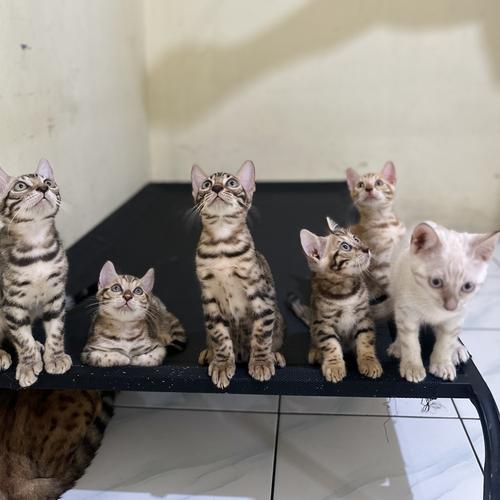 Jual Kucing Bengal Jantan & Betina Umur 4 bulan - Jakarta Pusat ...
