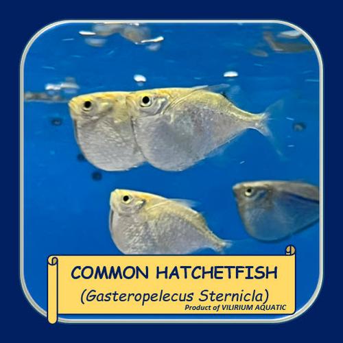 Promo IKAN HIAS AIR TAWAR - IKAN KAPAK / SILVER HATCHET FISH - Jakarta ...