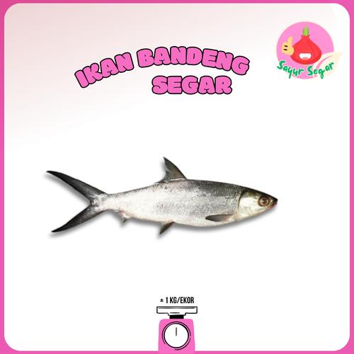 Jual Ikan Bandeng Besar Ukuran 1 Kg Satu Ekor / Ikan Bandeng Fresh ...