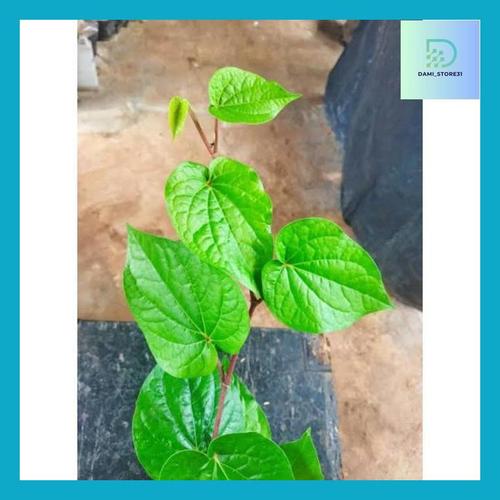 Jual Dami_ Tanaman Herbal Sirih Hijau Banyak Manfaat / Pohon Obat ...