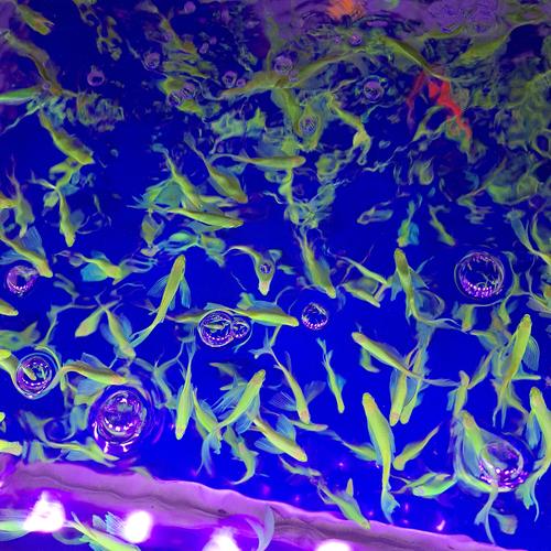 Jual IKAN HIAS AIR TAWAR - DANIO SLAYER INDUKAN - Jakarta Pusat ...