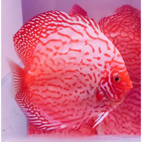 Jual Ikan Discus Red Pigeon 1,5 cm s/d 5" inch - 1,5 cm - Jakarta Utara ...
