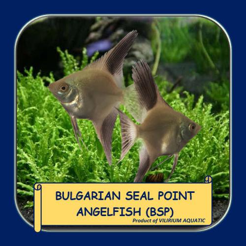 Jual IKAN HIAS AIR TAWAR - ANGELFISH / MANFISH BULGARIAN SEAL POINT ...