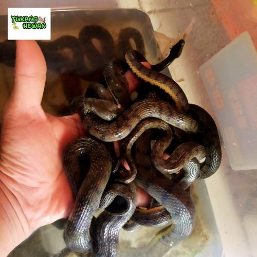 Jual per 5 ekor, ular cerberus rynchops/ular bakau/ water snake/ kadut ...