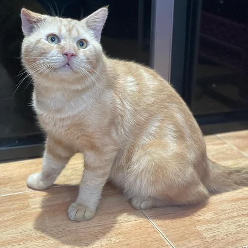 Jual Open Adopsi Kucing Domestik FREE ( Cek BIO di deskripsi) - Jakarta ...