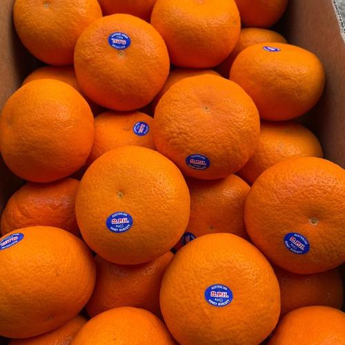 Jual Jeruk murkot | honey murkot | murcot | honey murcot - 1 kg ...