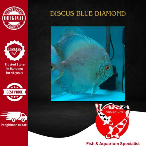 Jual Ikan Hias Discus Blue Diamond Ikan Hias Aquarium Diskus Blue Diamond Besar - Kota Bandung ...