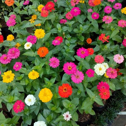 Jual Tanaman Bunga Zinia Anggun / Zinnia Elegans / Bunga Kertas Zinia ...
