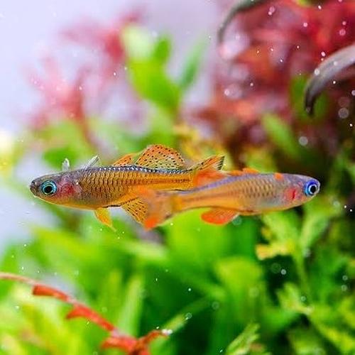Jual Ikan Hias Air Tawar Pseudomugil paskai (Male only) - Kab. Bekasi ...