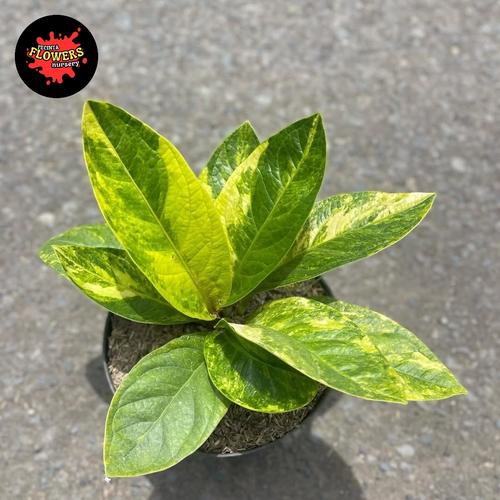 Promo tanaman hias anthurium jemani variegata-anthurium jemani varigata ...