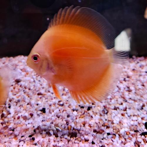 Jual ikan discus red melon 2 inch 3 inch / ikan Diskus red melon - 2.5 ...
