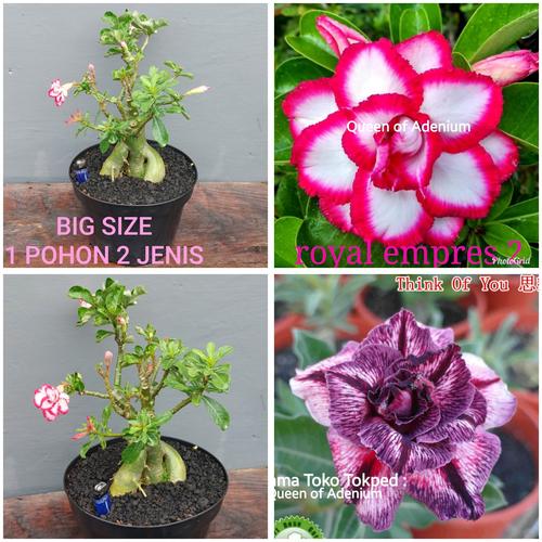 Promo Adenium Tumpuk Kamboja 1 POHON 2 JENIS ID ROYAL EMPRES & THINK OF ...