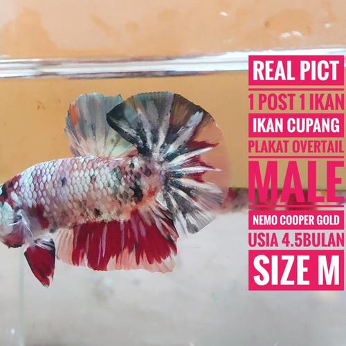 Jual ikan cupang plakat overtail nemo Cooper gold male kode po25 - Kab. Bogor - Mobile Betta ...