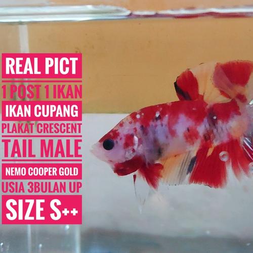 Jual ikan cupang plakat crescent tail nemo Cooper gold Male kode pc22 - Kab. Bogor - Mobile ...