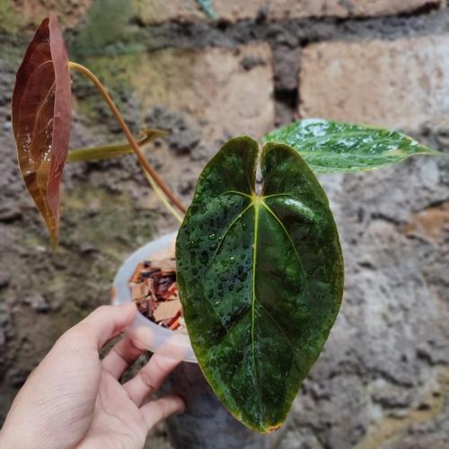 Jual anthurium papillilaminum "Guna Yala" panama - 01 - bb - Jakarta ...