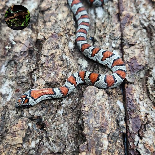 Jual mexican king snake/lampropeltis mexicana greeri - Kab. Gianyar ...