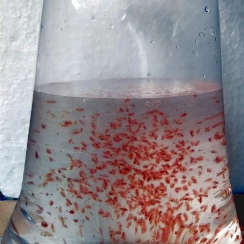Jual daphia magna hidup bersih dan steril kutu air raksasa pakan anak ...