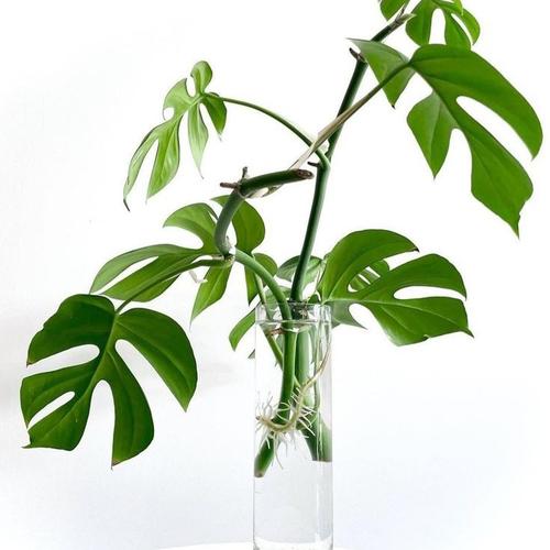 Jual Tanaman bisa hidup di air monstera tentrasperma - Kab. Bogor ...