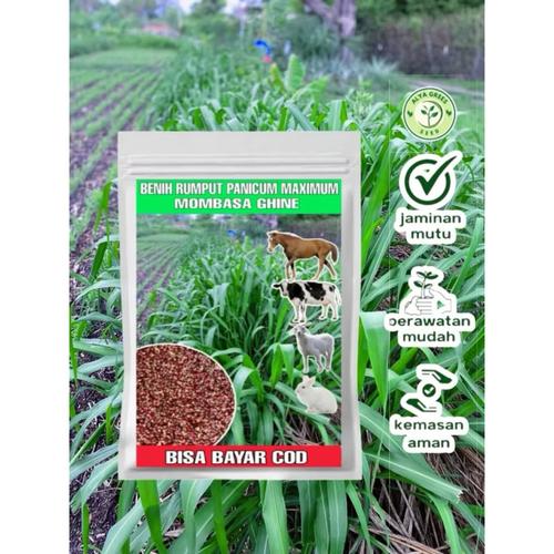 Jual Benih Rumput Super Mombaca F1 1000Biji original Urban Farming ...