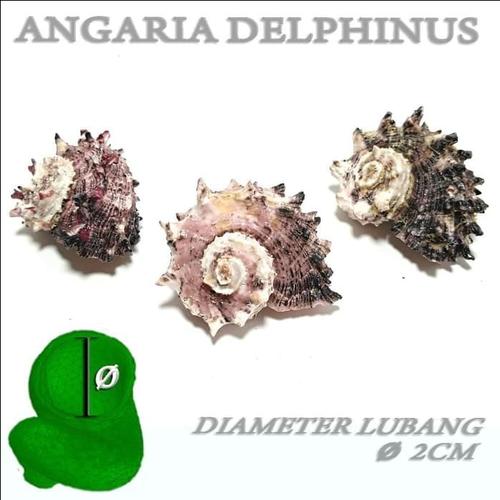 Promo Angaria cangkang shell kelomang pompongan umang hermit crab - 1 ...