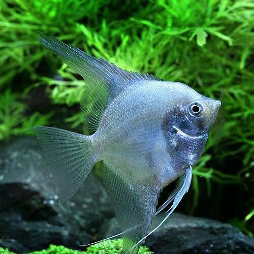 Jual ikan manfish platinum/ikan hias aquascape/angel fish - Kota Bekasi ...